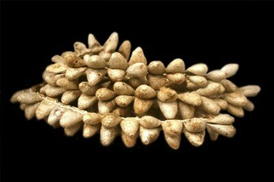 Carlos Chávez's Second Symphony "Sinfonía India"