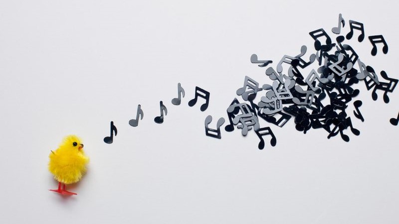 Classical Music Inspired by Chickens