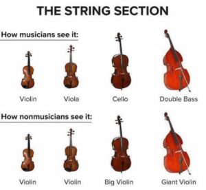 Meet the String Section!