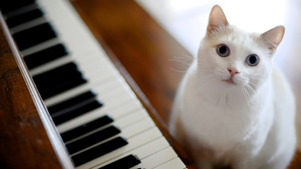 Six Pieces of Classical Music Inspired by Cats