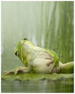 Eight Pieces of Classical Music About Frogs
