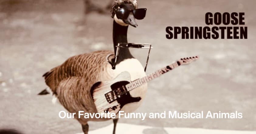 Our Favorite Funny and Musical Animals