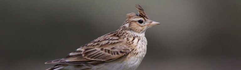 Ralph Vaughan Williams’ The Lark Ascending | History & Recording