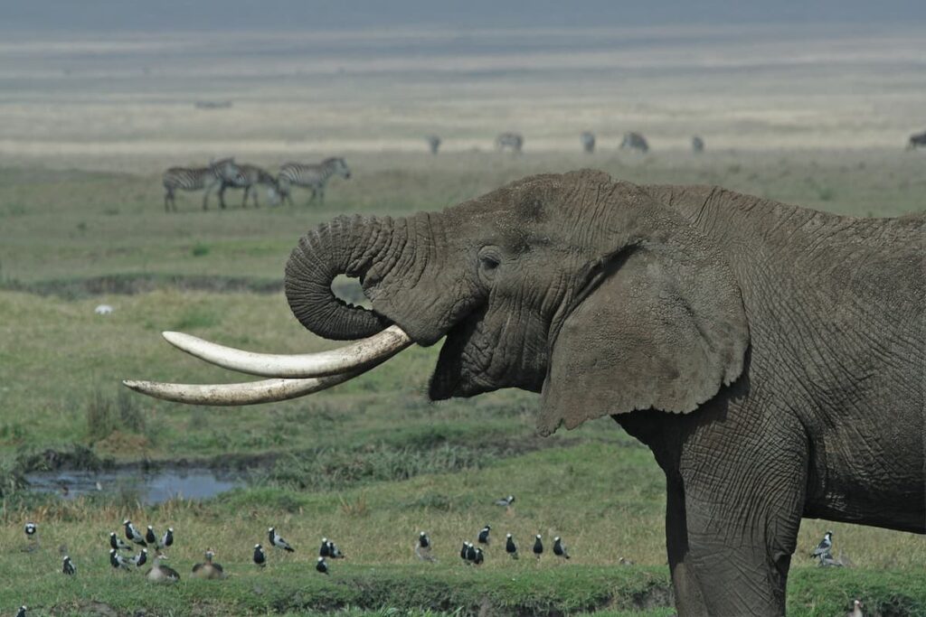 Are Piano Keys Made of Ivory?