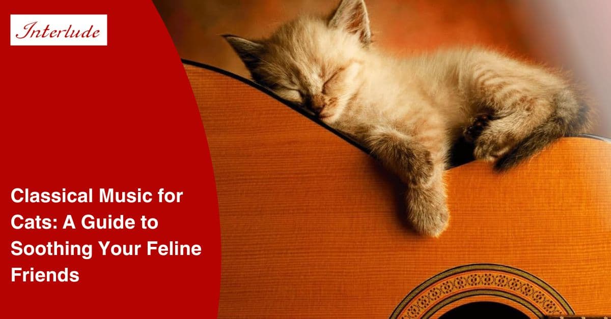 Classical Music for Cats: A Guide to Soothing Your Feline Friends