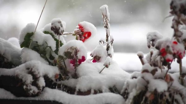 Sviridov's Snow is Falling: A Winter Classical Masterpiece